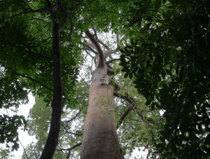 Jual Pohon Pulai Murah Bermanfaat﻿ | Bibittanaman.id