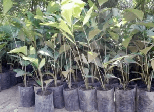 Jual Bibit Pohon Aren | Bibittanaman.id