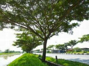 Jual Bibit Pohon Trembesi Berkualitas | Harga Terbaru 2023 - Jual Bibit ...